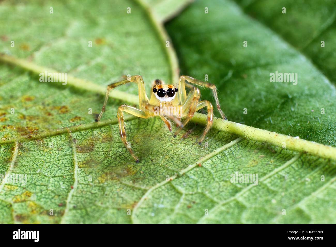 Chongqing mountain ecological - jumping spiders Stock Photo - Alamy