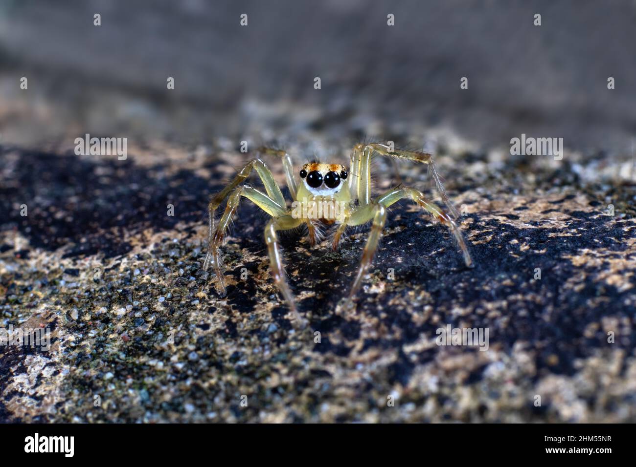 Chongqing mountain ecological - jumping spiders Stock Photo - Alamy