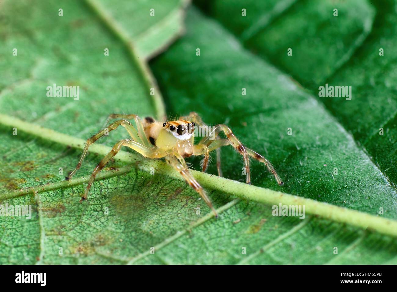 Sun jumping spiders hi-res stock photography and images - Alamy