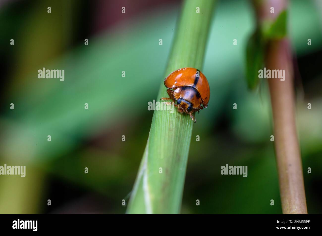 Chongqing mountain ecological - ladybug Stock Photo - Alamy