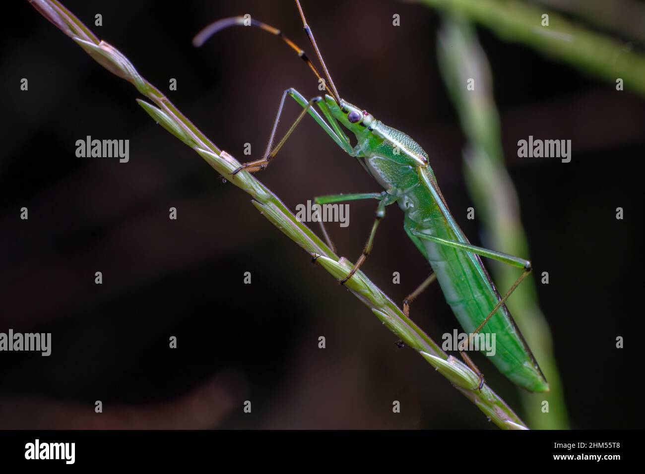 Chongqing mountain ecological - bugs Stock Photo - Alamy