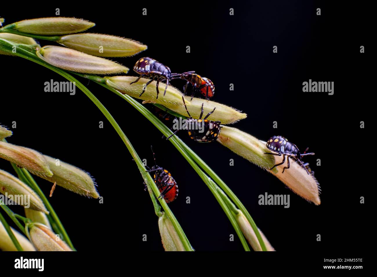 Chongqing mountain ecological - bugs Stock Photo - Alamy
