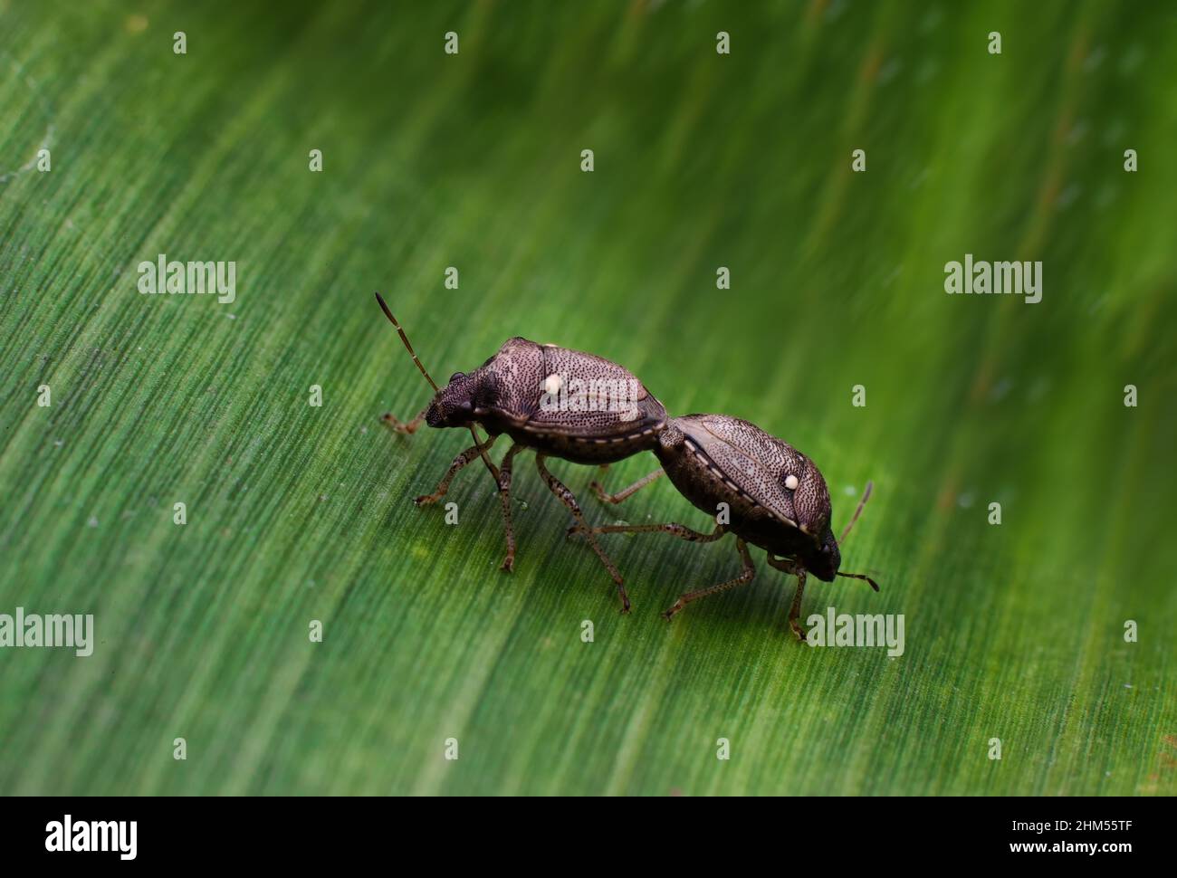 Chongqing mountain ecological - bugs Stock Photo - Alamy