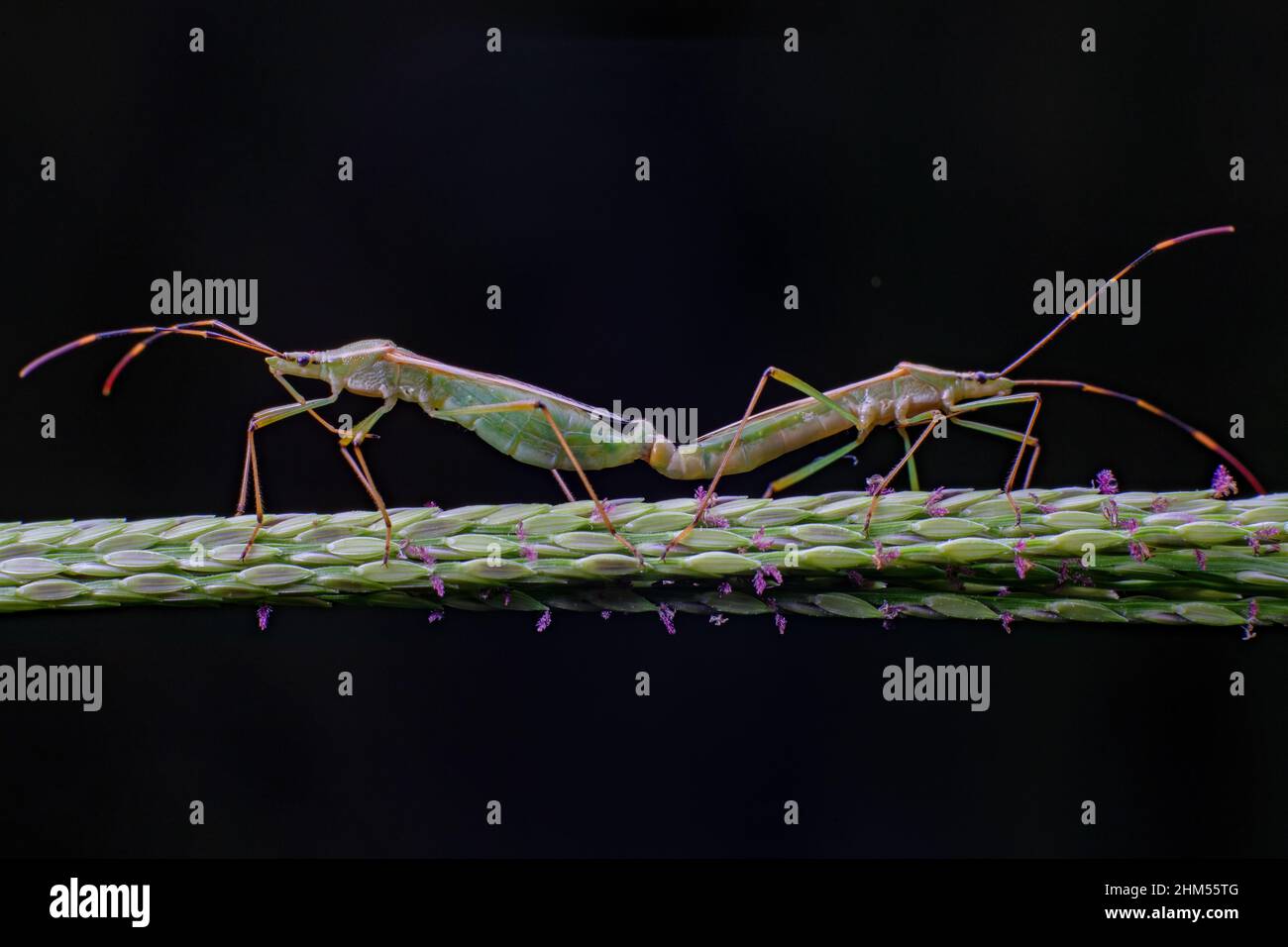 Chongqing mountain ecological - bugs Stock Photo - Alamy