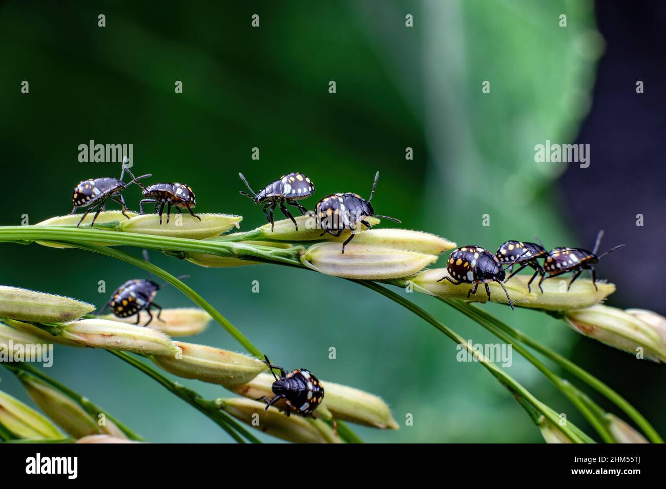 Chongqing mountain ecological - bugs Stock Photo - Alamy
