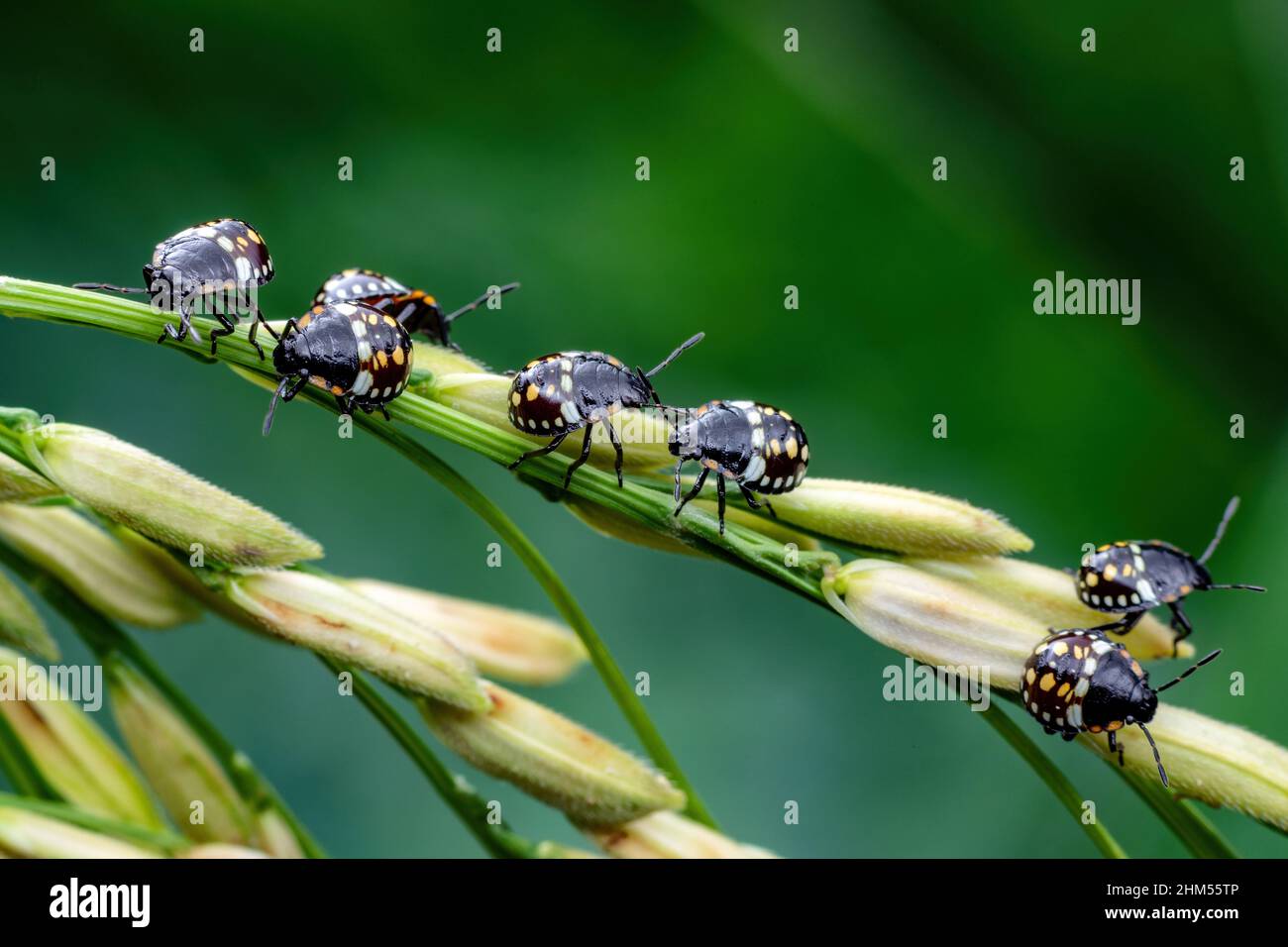 Chongqing mountain ecological - bugs Stock Photo - Alamy