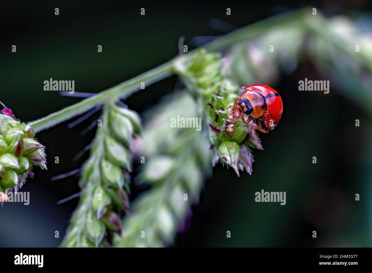 Chongqing mountain ecological - ladybug Stock Photo - Alamy