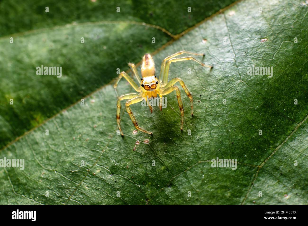 Chongqing mountain ecological - jumping spiders Stock Photo - Alamy
