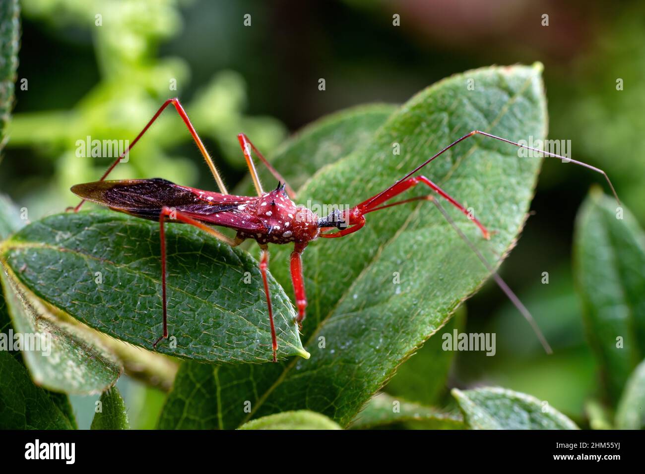 Chongqing mountain ecological -- assassin bugs Stock Photo - Alamy