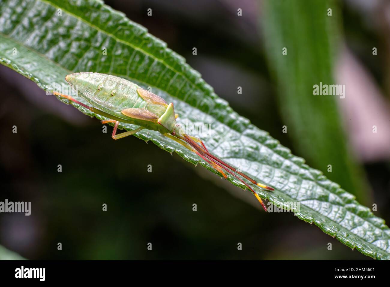 Chongqing mountain ecological - green bugs Stock Photo - Alamy
