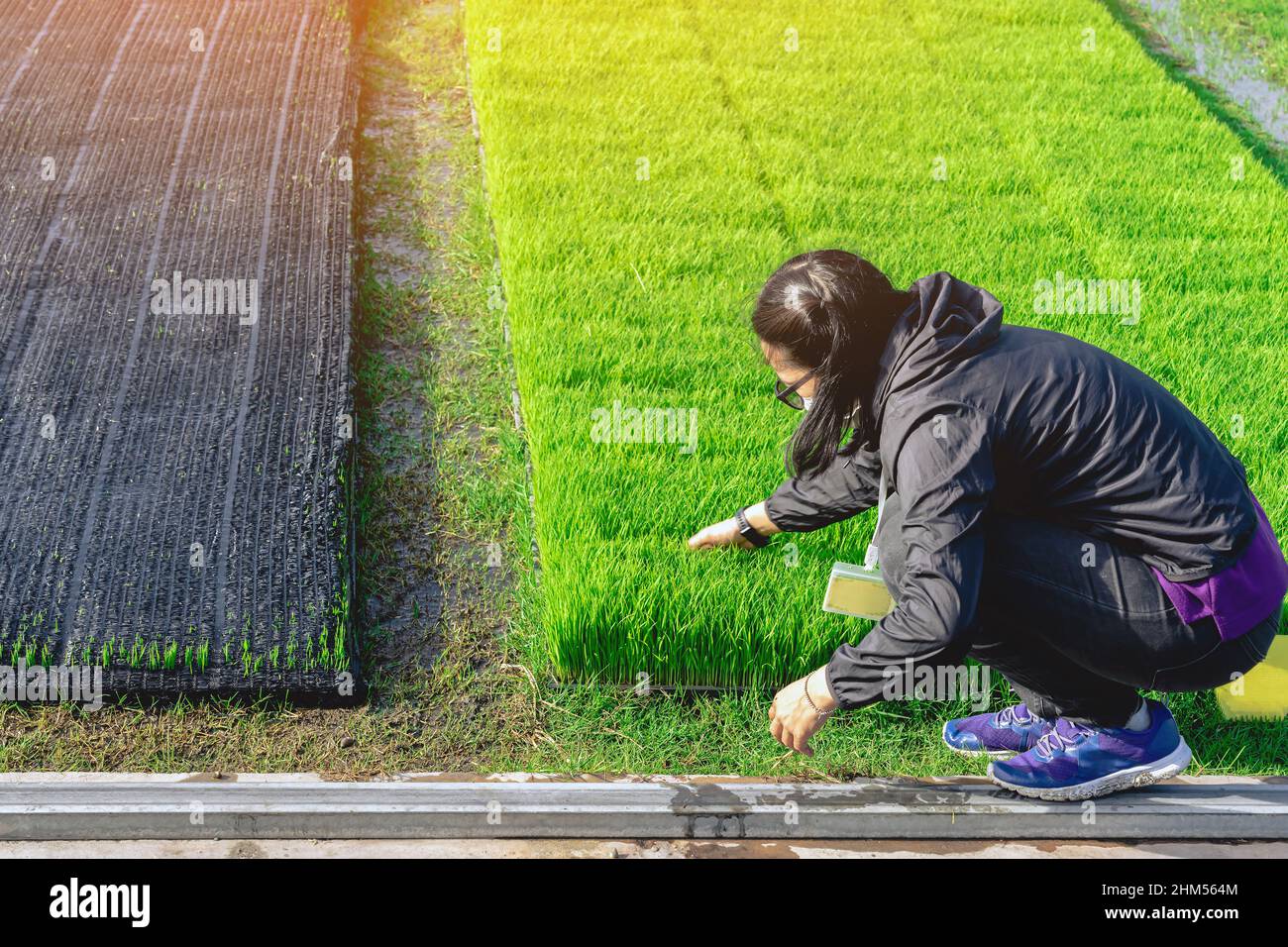 Asian female farmer holding young rice sprout ready to grow in rice ...