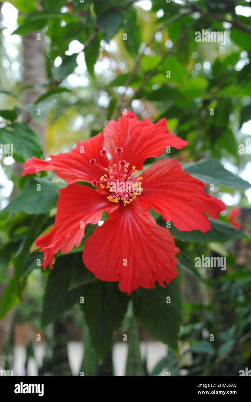 Flowers of Zanzibar Stock Photo - Alamy