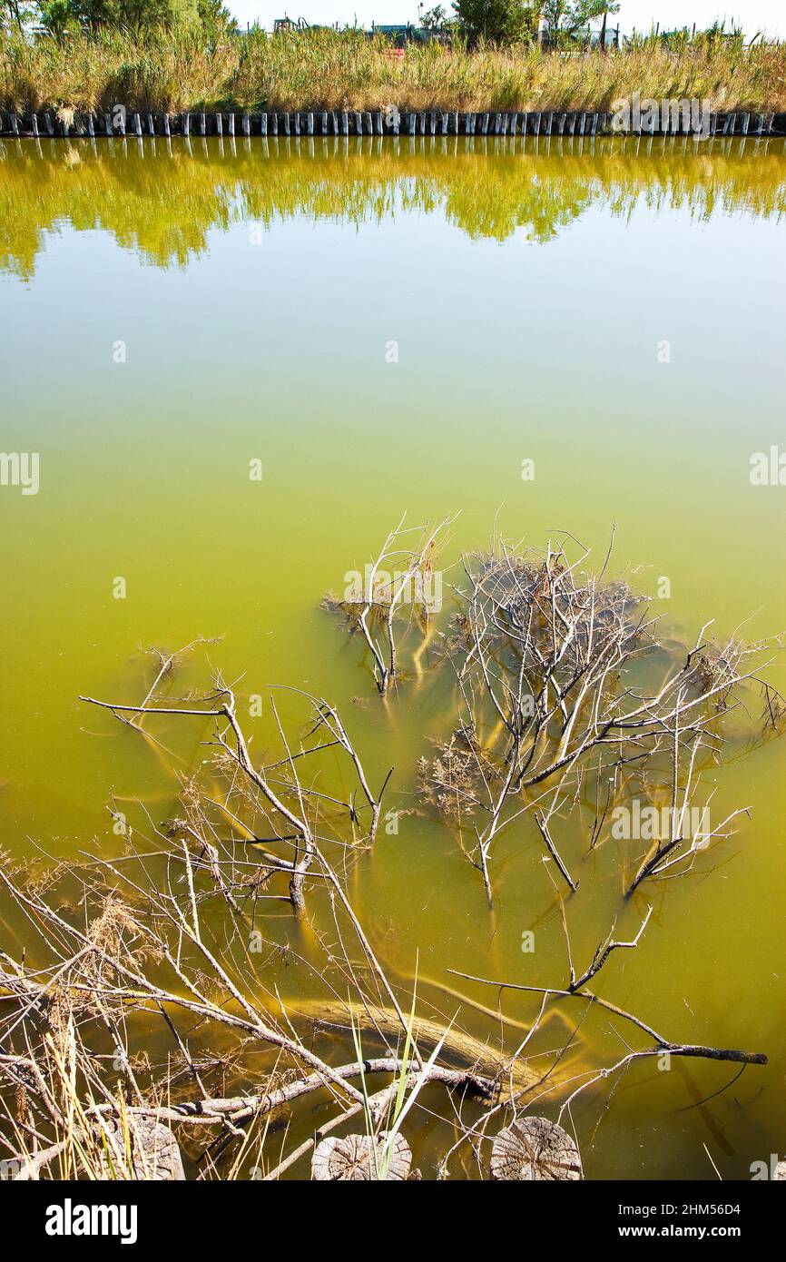 Stagnant water with dead branches of trees emerging on the surface ...