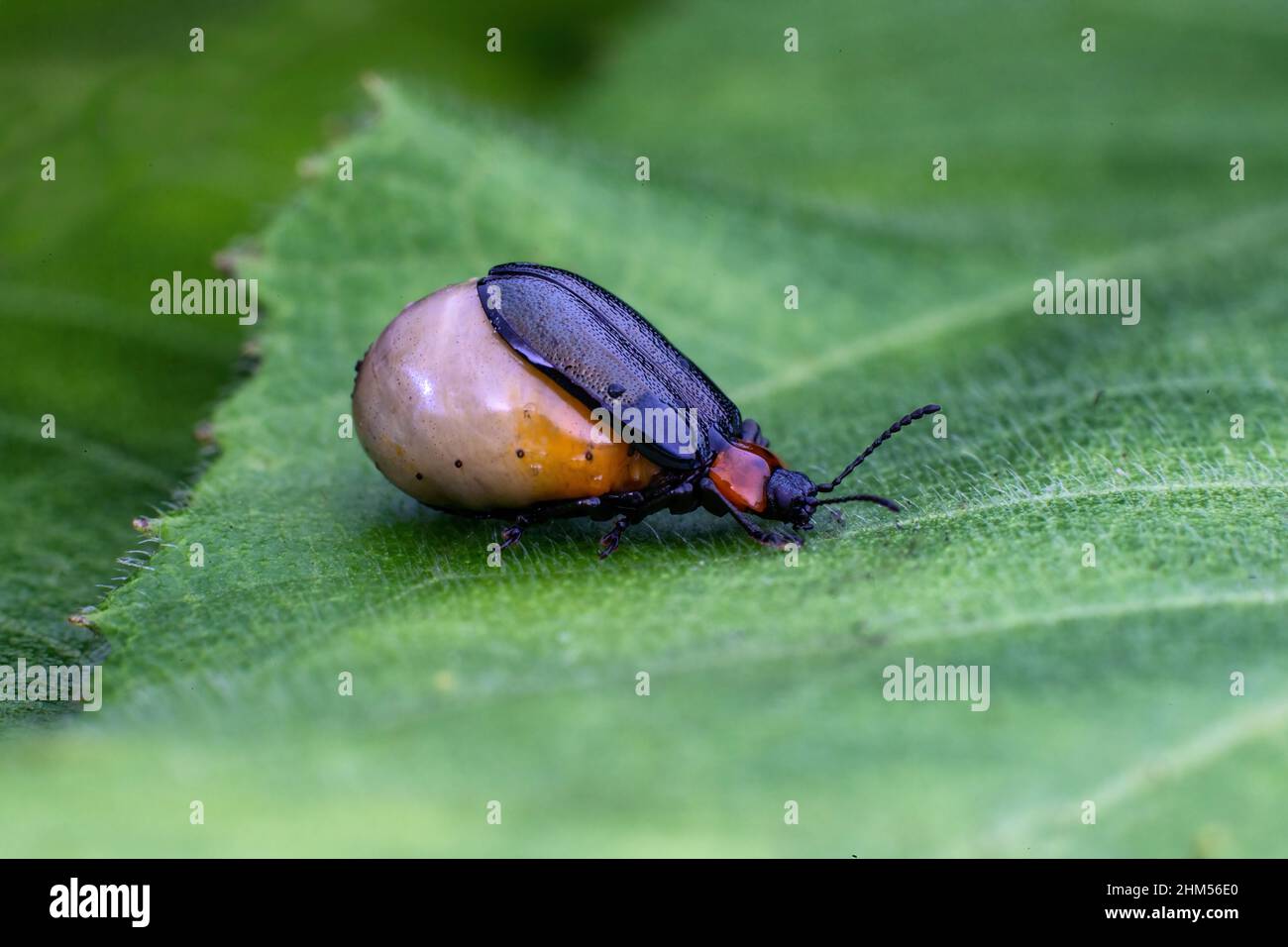 Chongqing mountain ecological - leaf beetle Stock Photo - Alamy