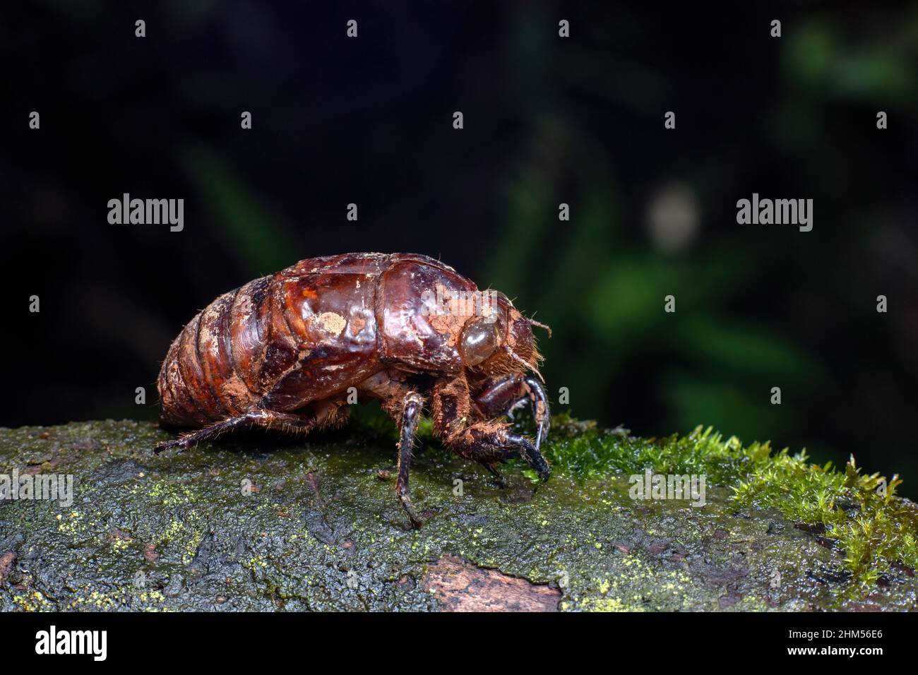 Chongqing mountain ecological cicadas shell Stock Photo - Alamy