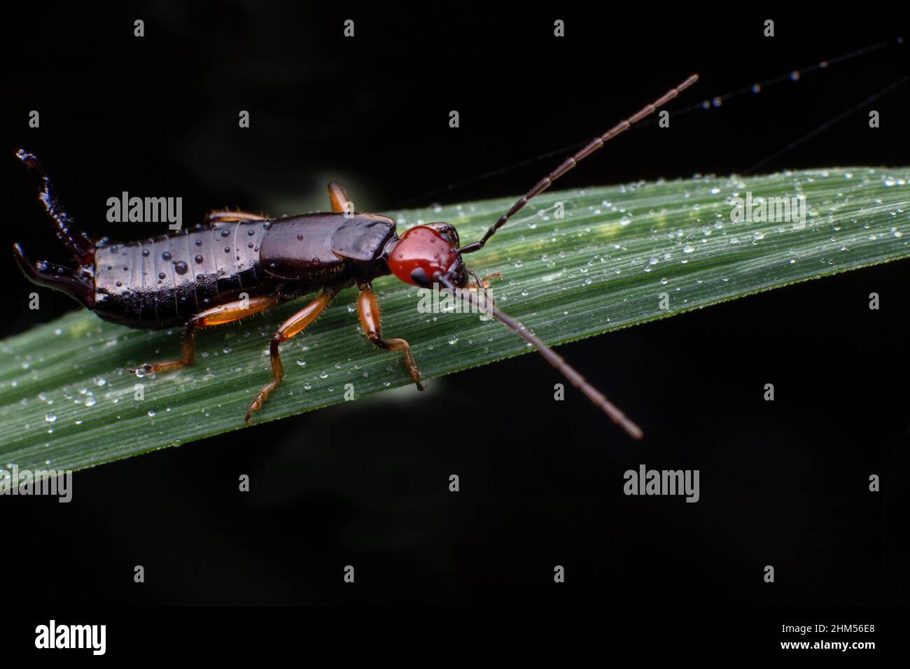 Chongqing mountain ecological - earwig Stock Photo - Alamy
