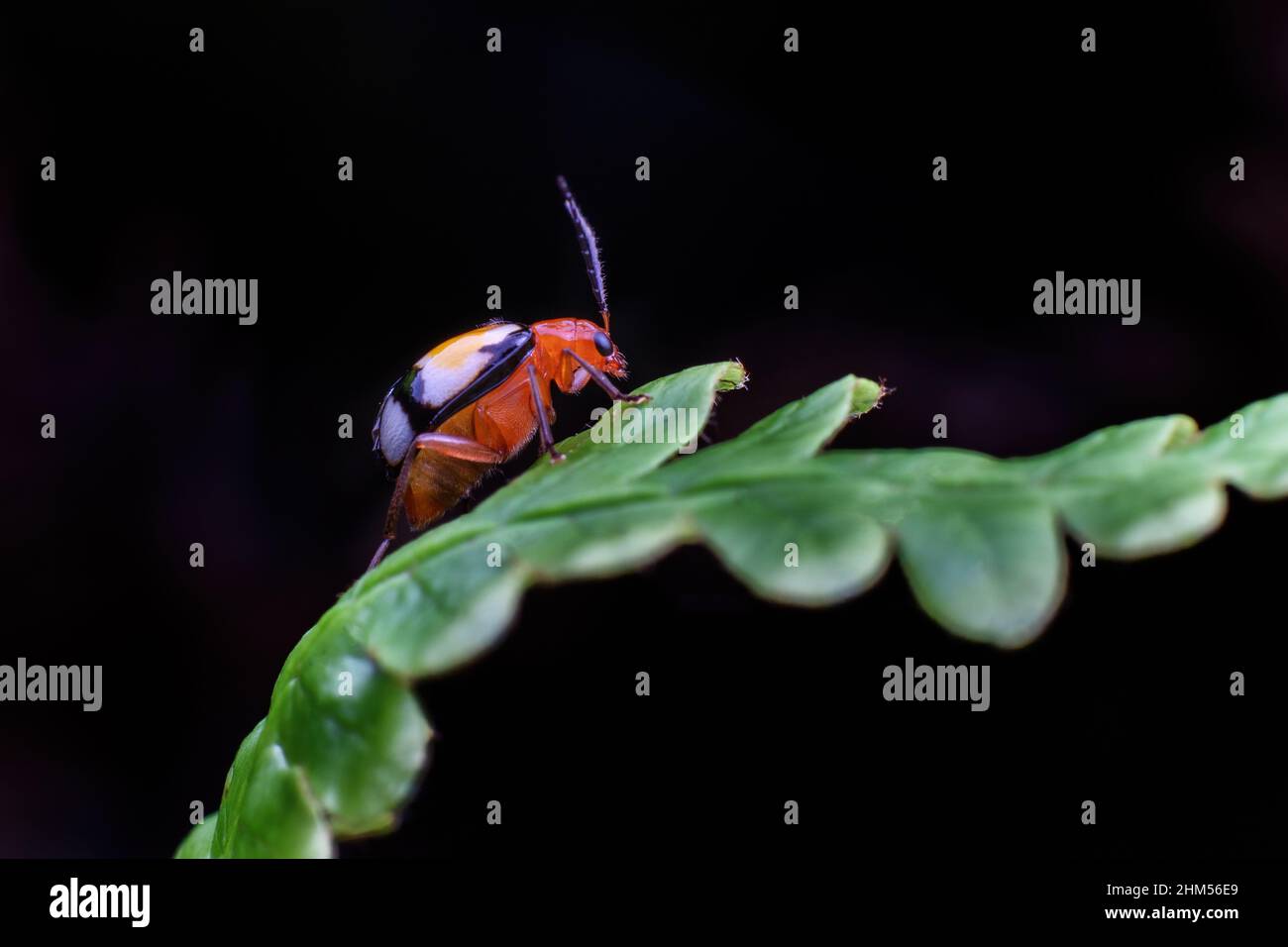 Chongqing mountain ecological - leaf beetle Stock Photo - Alamy