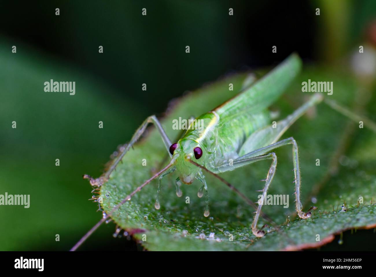 Zhong guo hi-res stock photography and images - Alamy