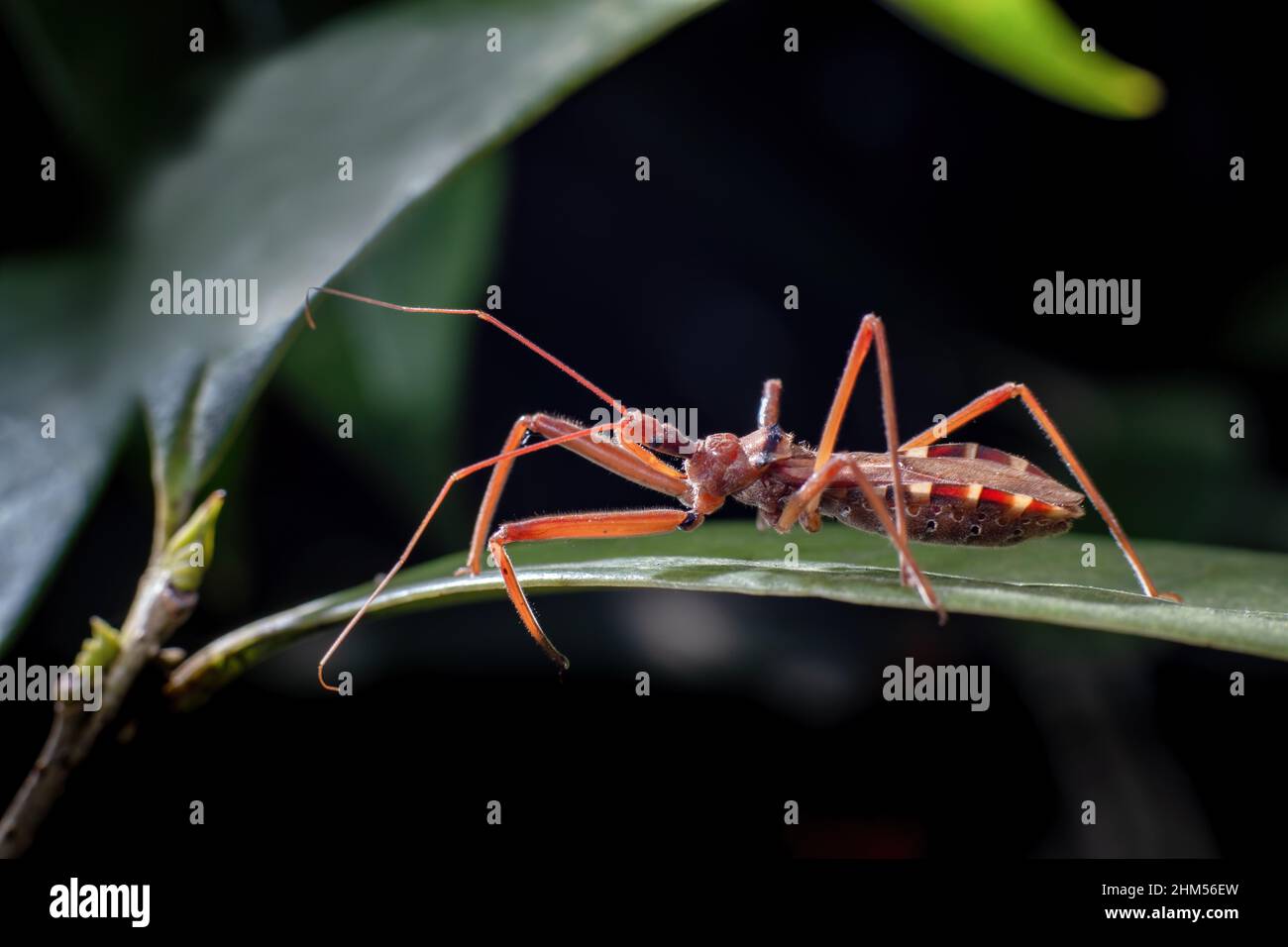 Chongqing mountain ecological - jumping spiders Stock Photo - Alamy