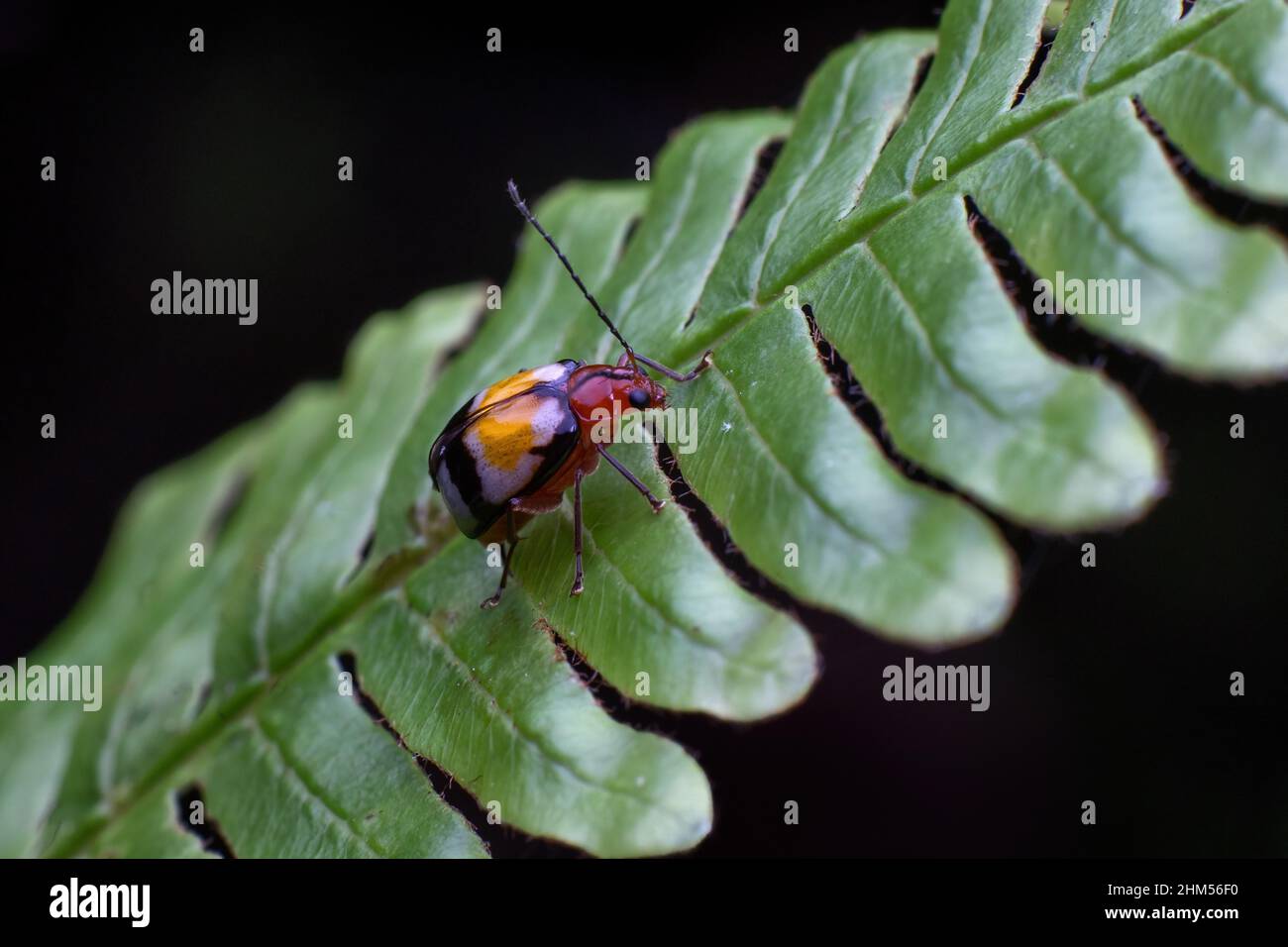 Chongqing mountain ecological - leaf beetle Stock Photo - Alamy