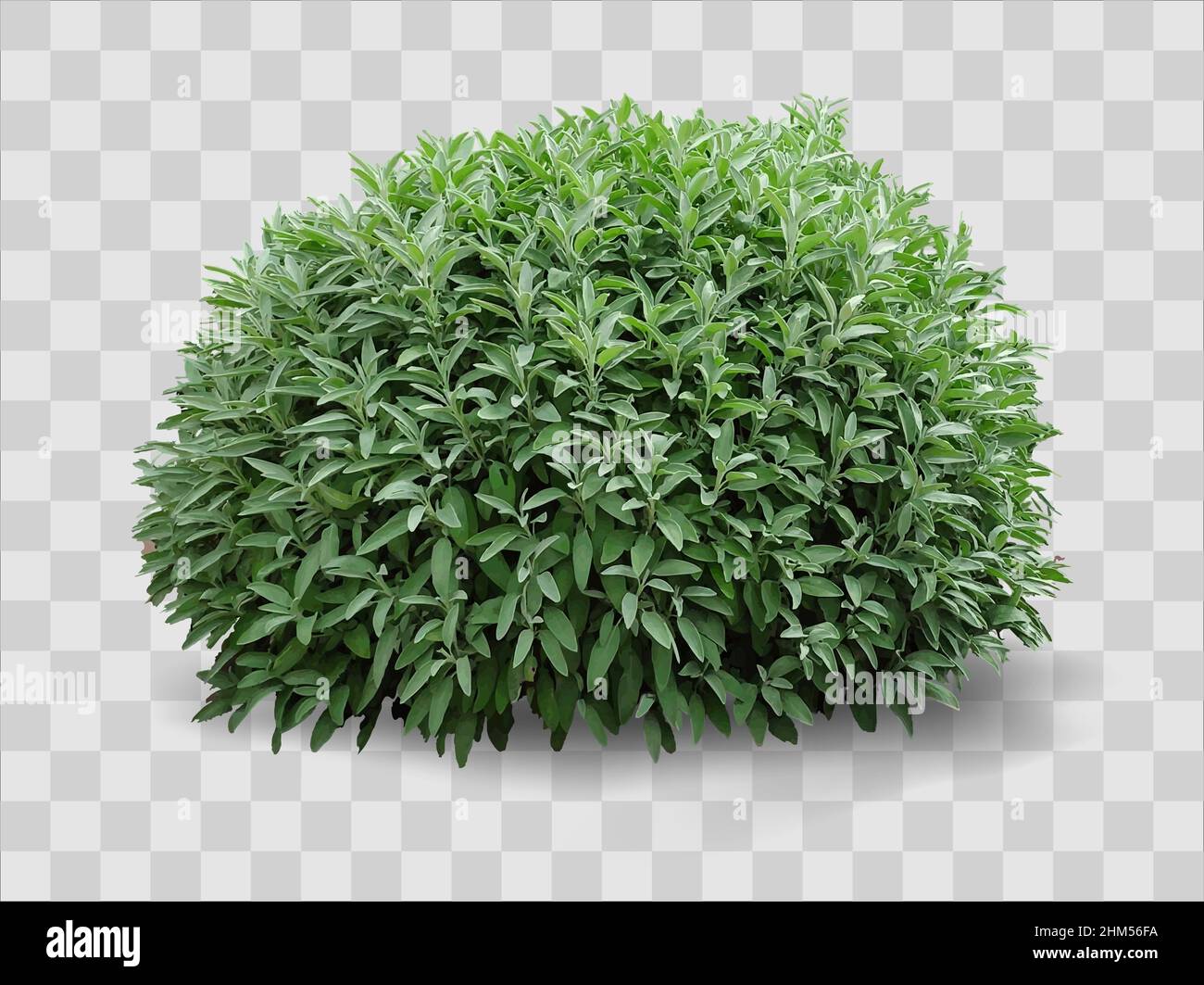 Vector graphics 3d. Realistic plant bush shape sphere on green lawn ...