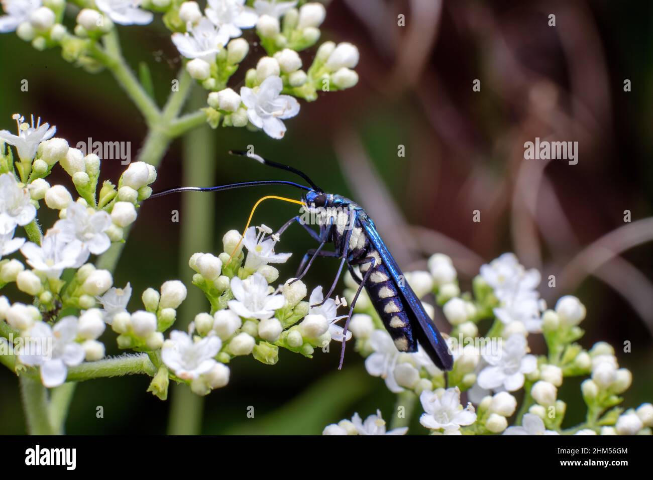 Chongqing mountain ecological - moth Stock Photo - Alamy