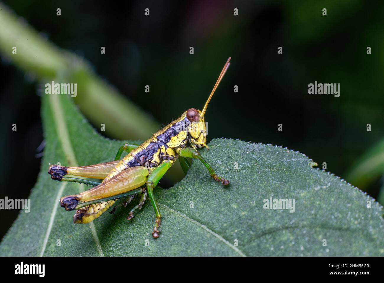Zhong guo hi-res stock photography and images - Alamy