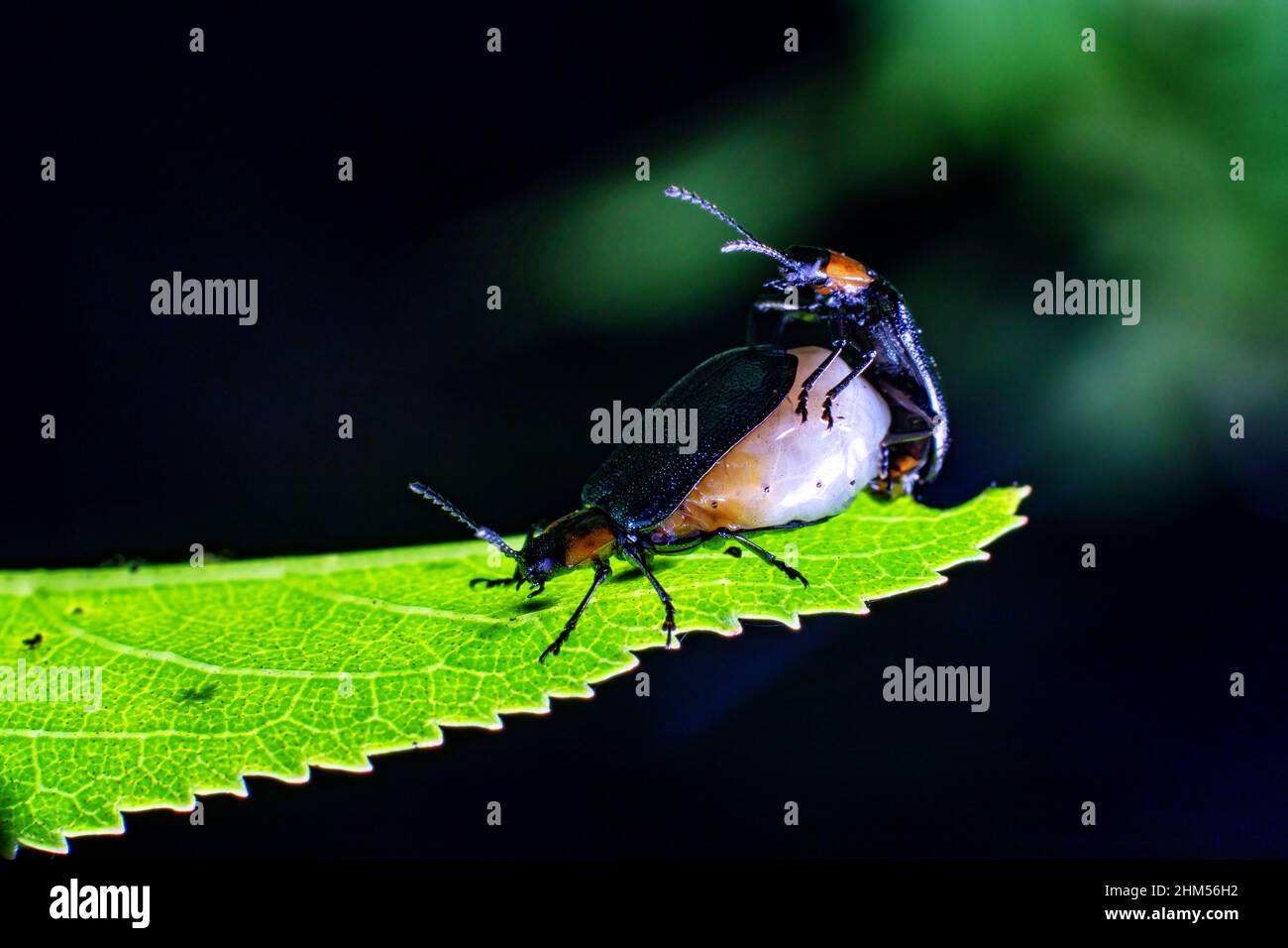 Chongqing mountain ecological - leaf beetle Stock Photo - Alamy