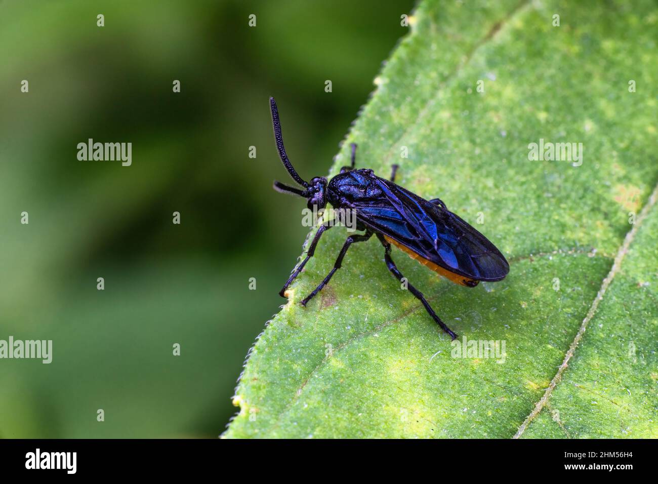 Chongqing mountain ecological - sawfly Stock Photo - Alamy