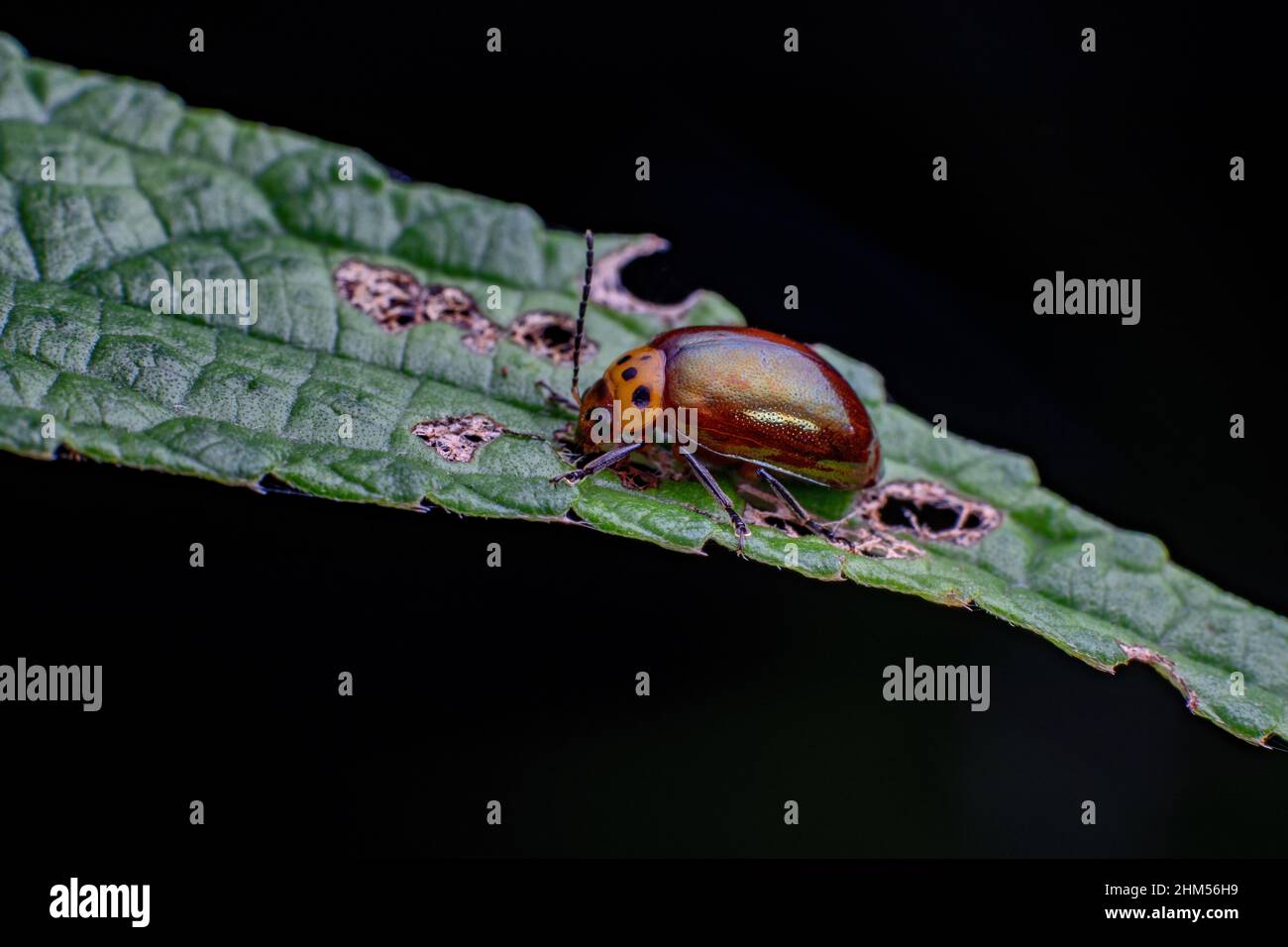 Chongqing mountain ecological - leaf beetle Stock Photo - Alamy