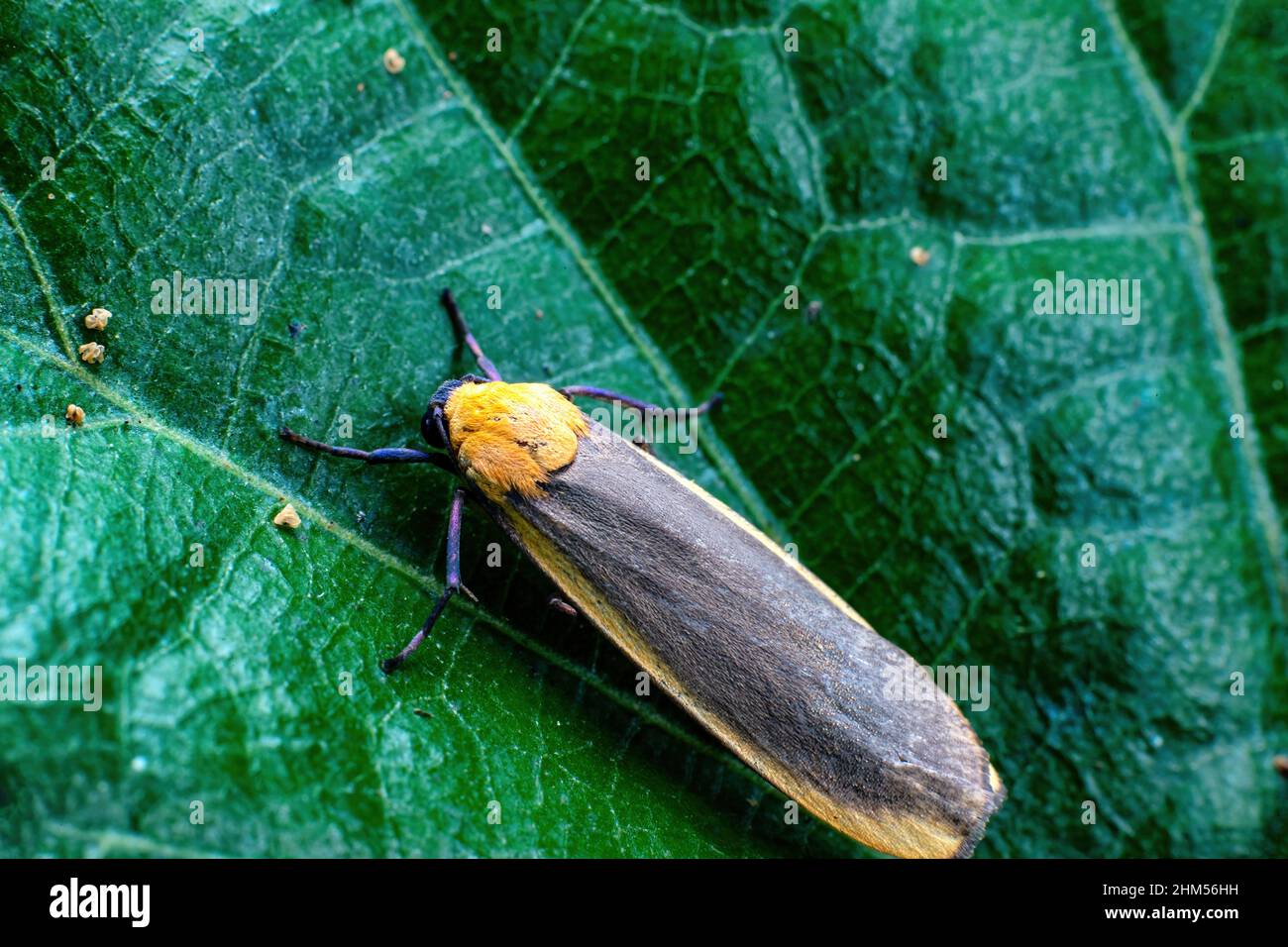 Chongqing mountain ecological - a moth Stock Photo - Alamy