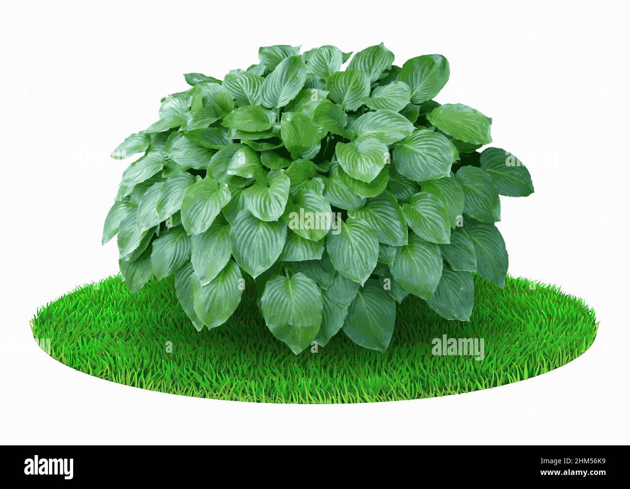 Vector graphics 3d. Realistic plant bush shape sphere on green lawn ...