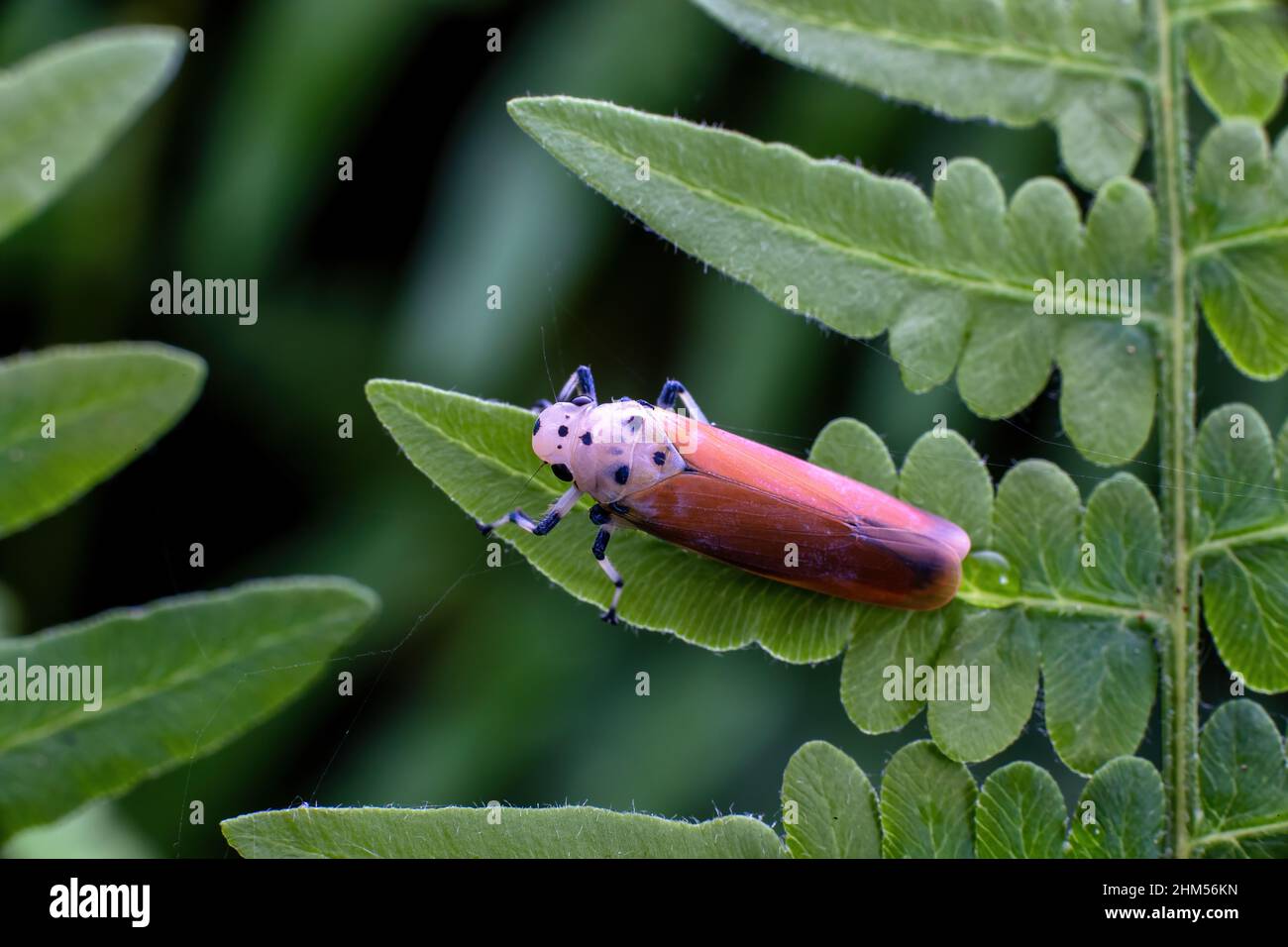 Chongqing mountain ecological - leaf hoppers Stock Photo - Alamy