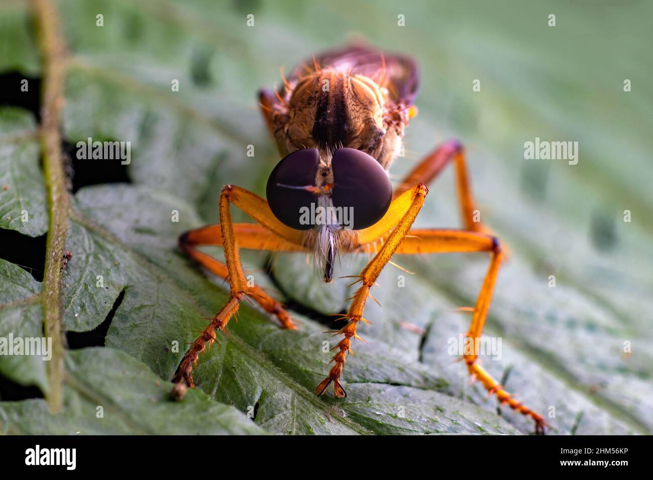 Chongqing mountain ecological - bot Stock Photo - Alamy