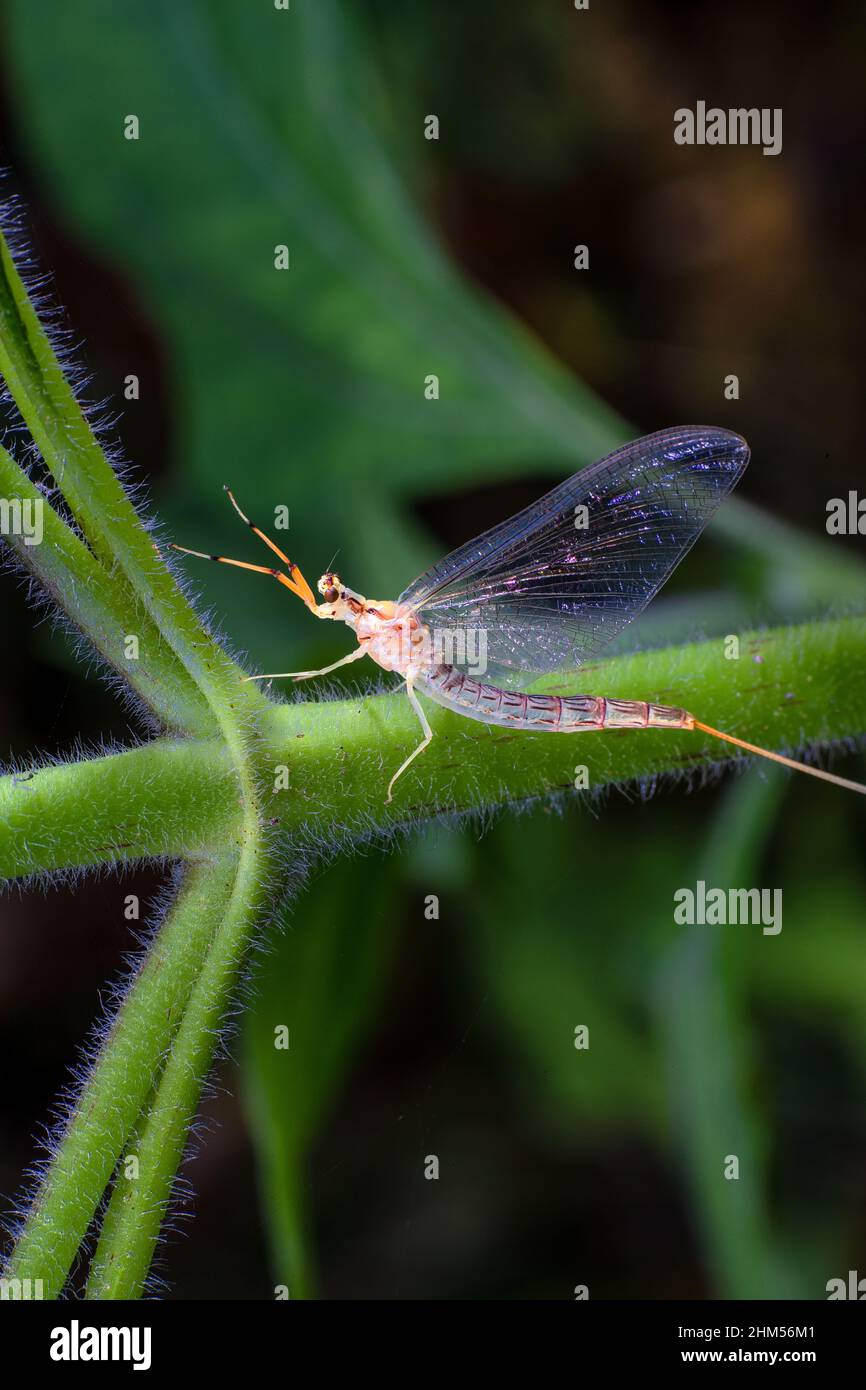 Mayfly standing hi-res stock photography and images - Alamy