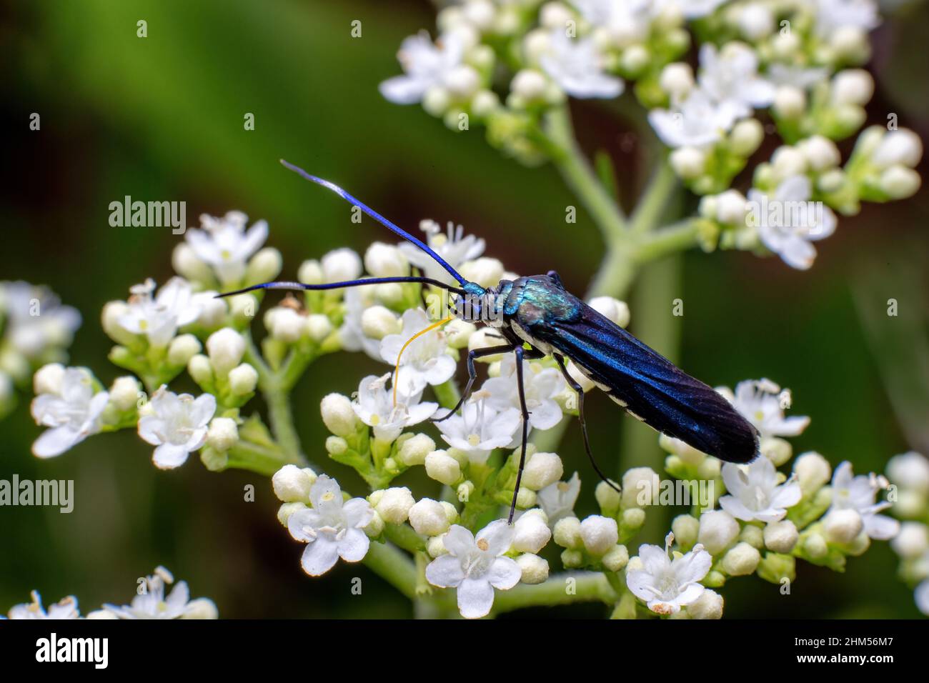 Chongqing mountain ecological - moth Stock Photo - Alamy