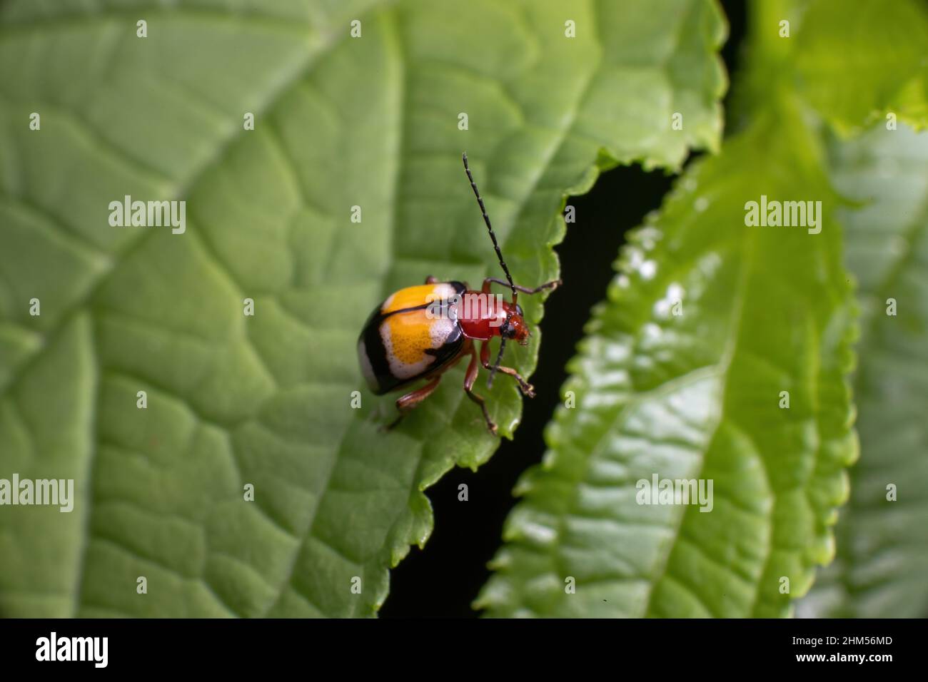 Chongqing mountain ecological - leaf beetle Stock Photo - Alamy