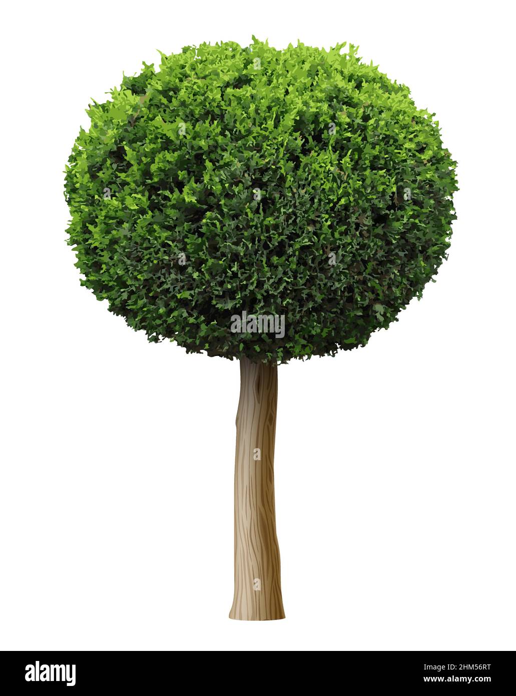 Vector graphics 3d. Realistic plant thuja bush or juniper shape sphere ...