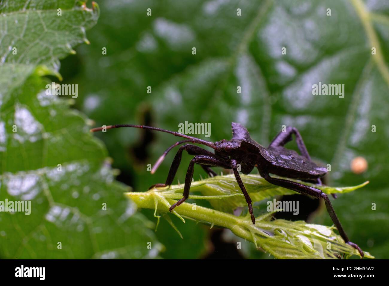 Chongqing mountain ecological - bugs Stock Photo - Alamy