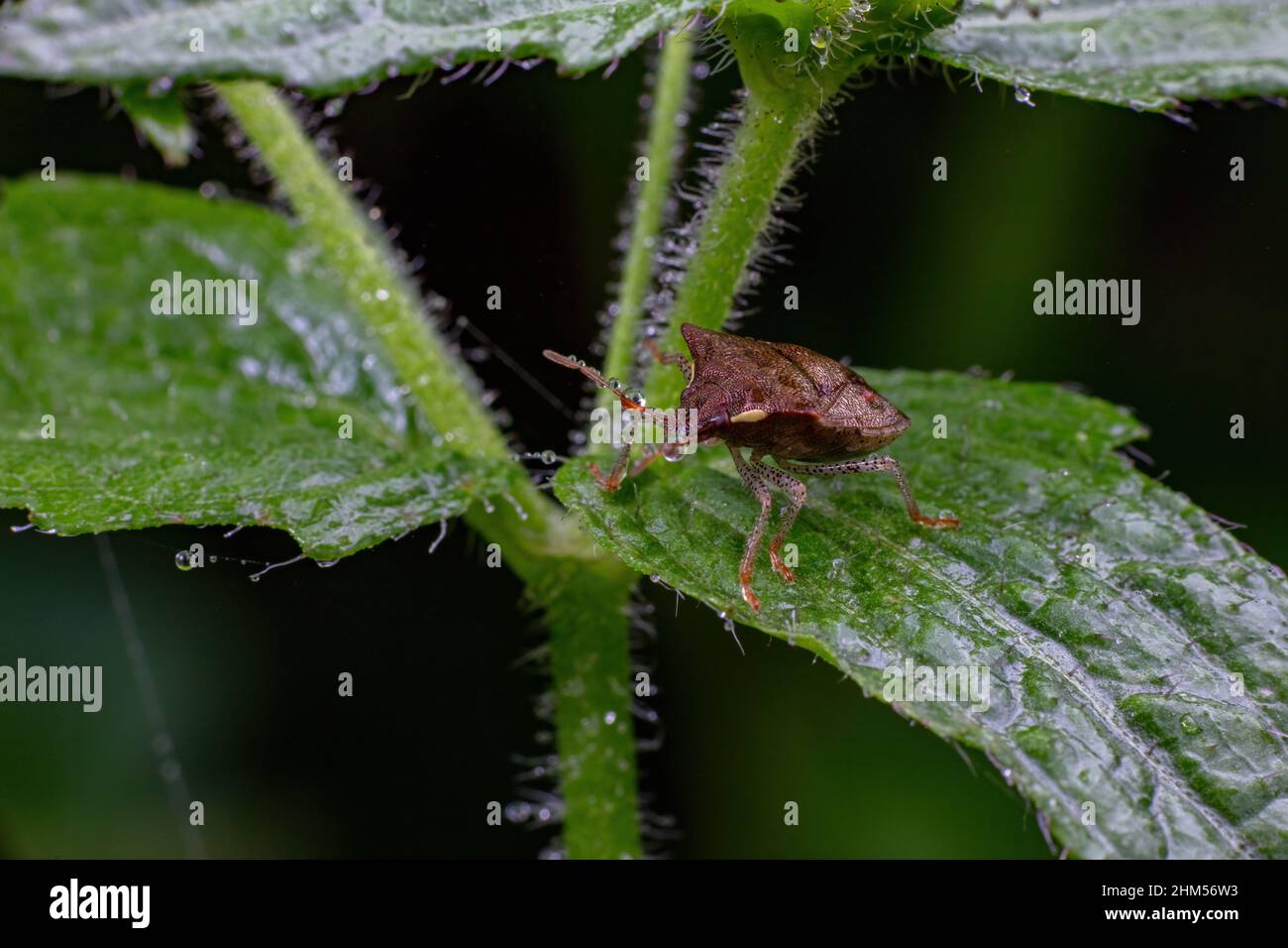 Chongqing mountain ecological - bugs Stock Photo - Alamy
