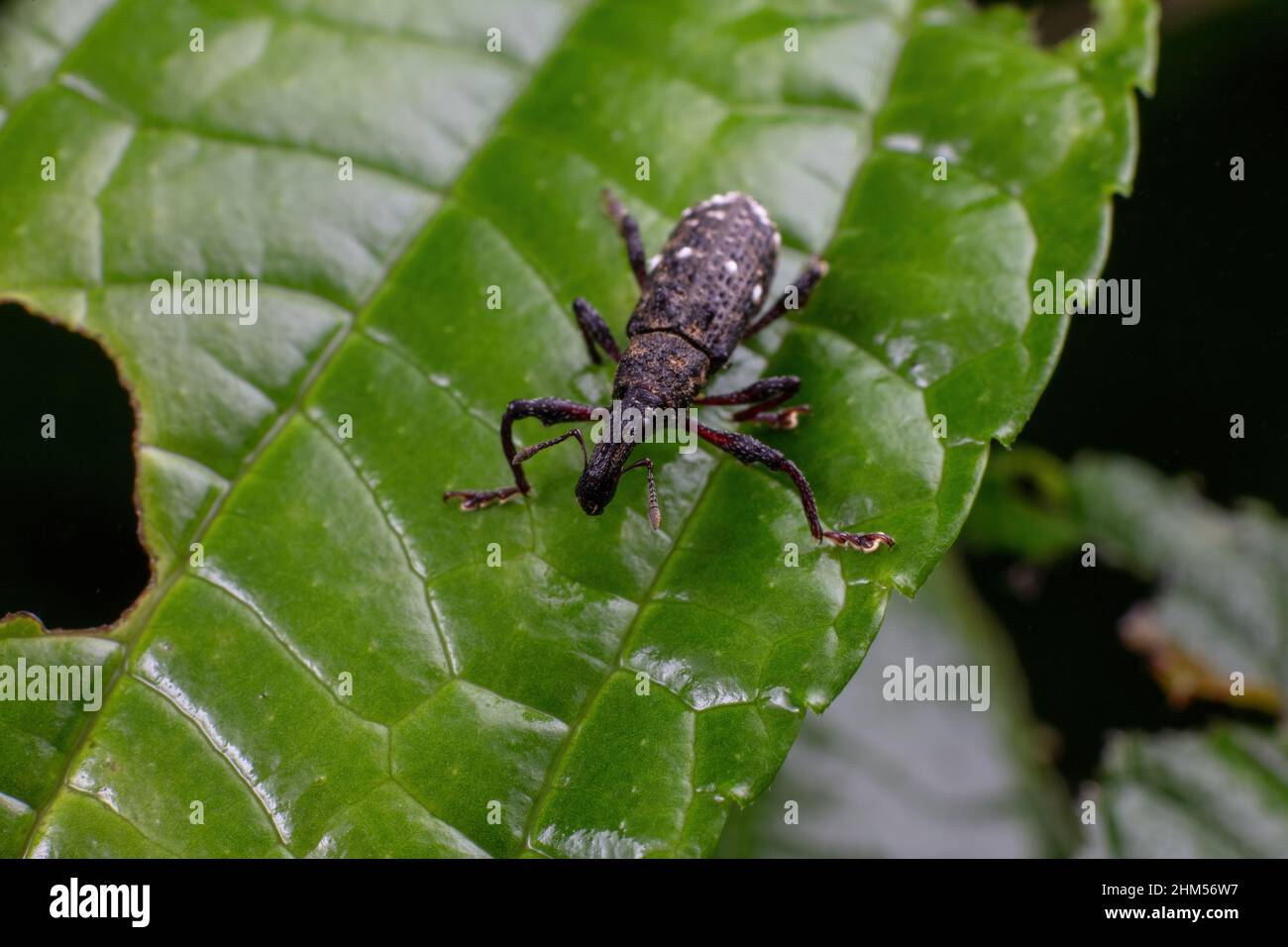 Chongqing mountain ecological - like a sweet potato ants Stock Photo ...