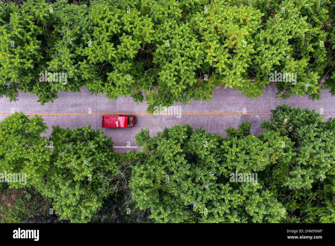 Chongqing countryside - sorghum harvest Stock Photo - Alamy
