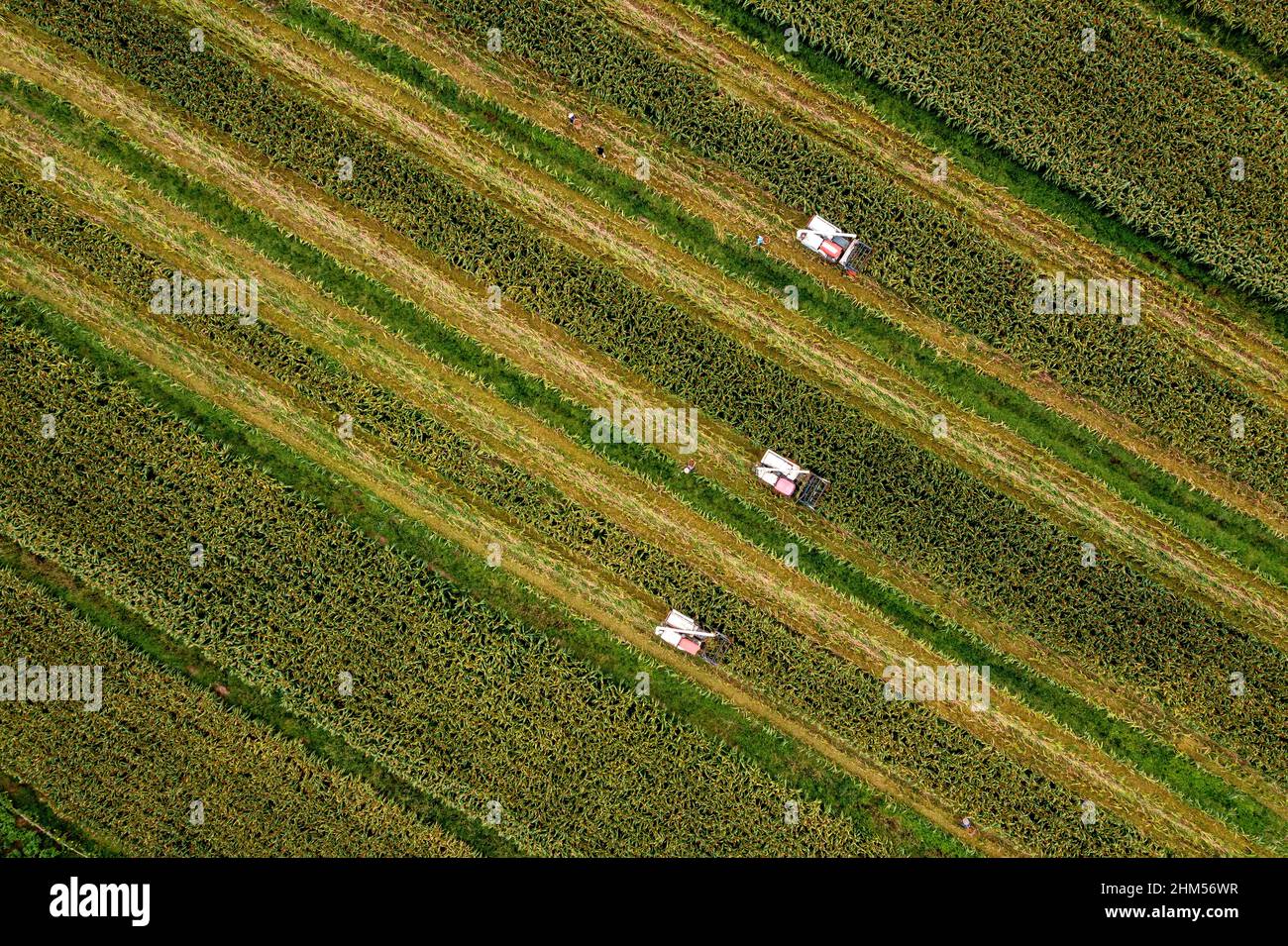 Chongqing countryside - sorghum harvest Stock Photo - Alamy