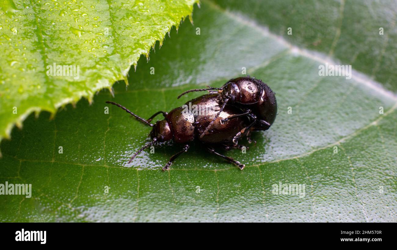 Chongqing mountain ecological - leaf beetle Stock Photo - Alamy