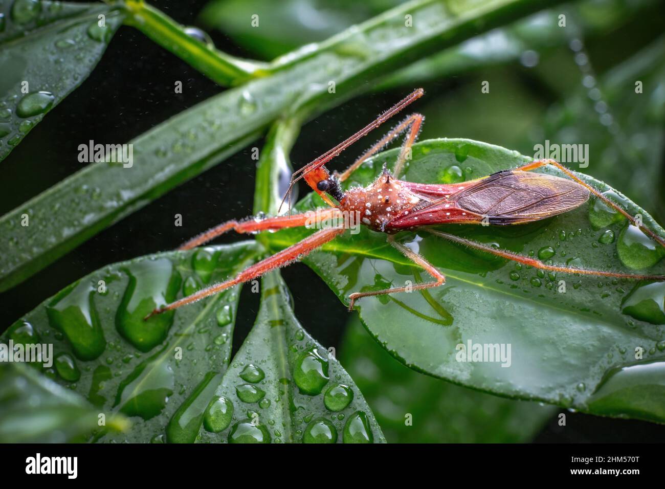 Chongqing mountain ecological - bugs Stock Photo - Alamy