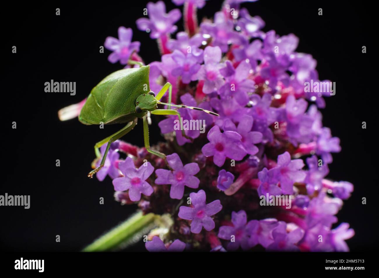 Chongqing mountain ecological - bugs Stock Photo - Alamy