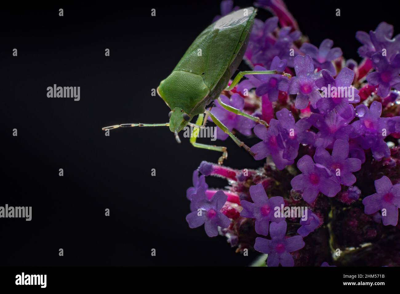 Chongqing mountain ecological - bugs Stock Photo - Alamy