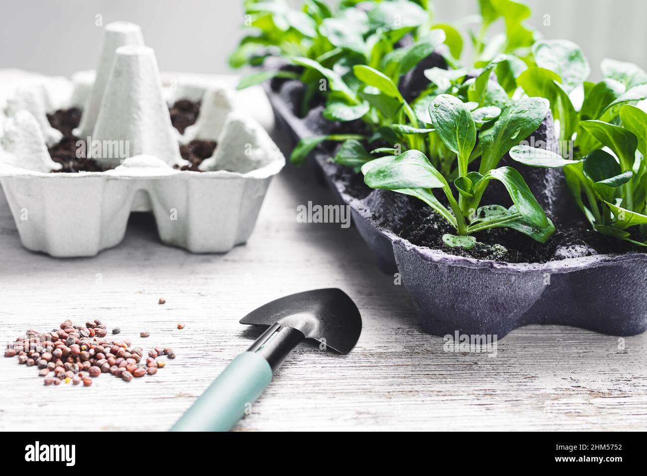 Gardening tools corn seeds hi-res stock photography and images - Alamy