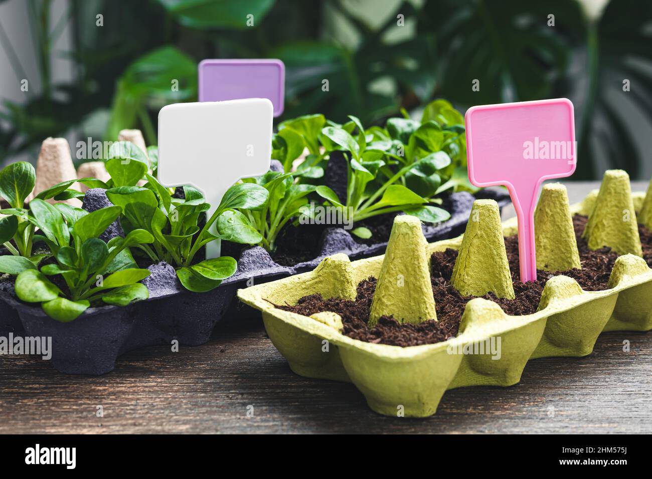 Seedlings in reused egg cartons, sustainable environmental gardening ...