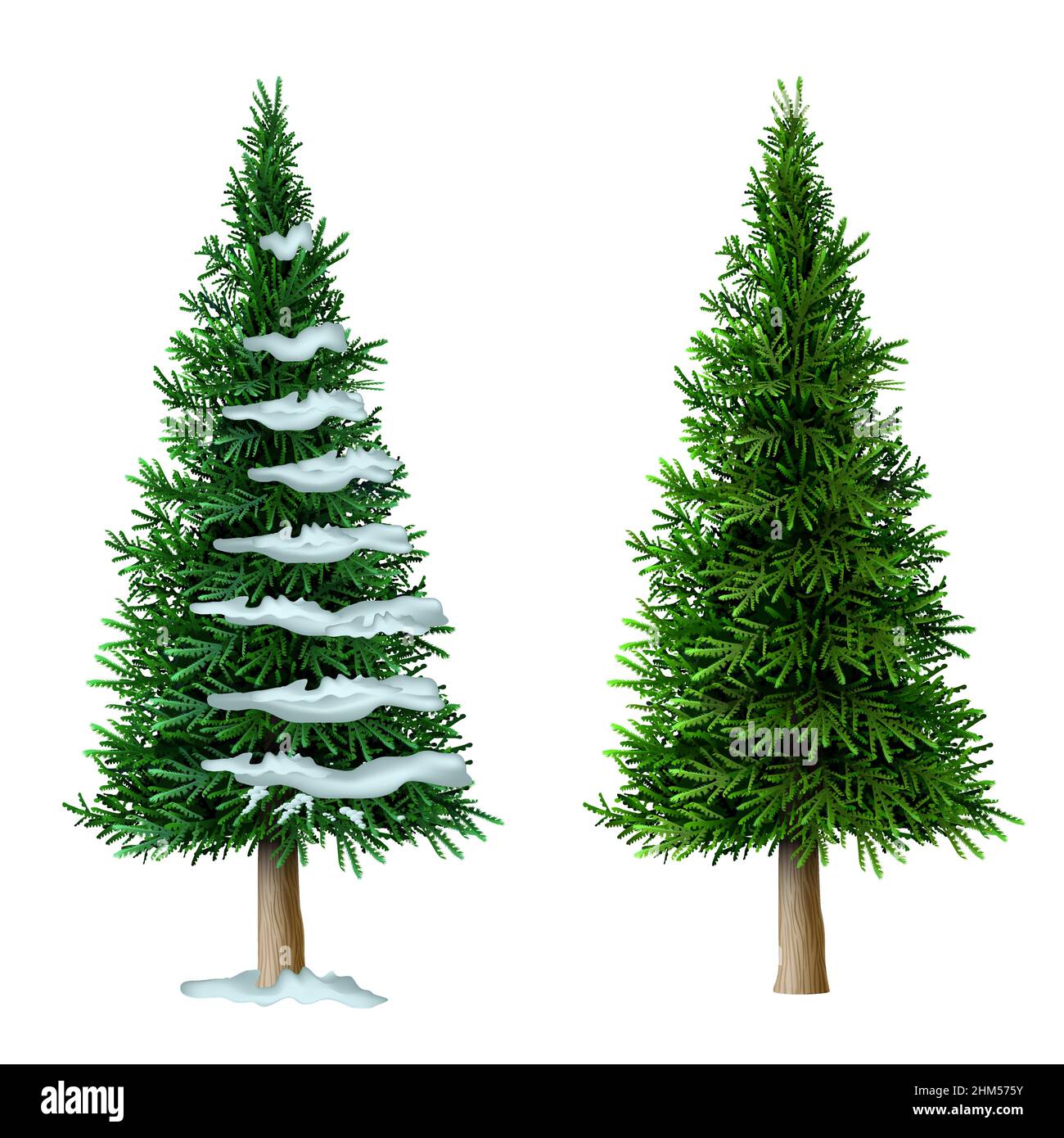 Realistic vector pine tree isolate. Plant with green foliage. Forest ...